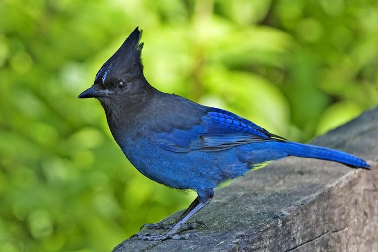 The Hidden Meanings of Jay Symbolism: Intelligence, Courage - Spirit ...
