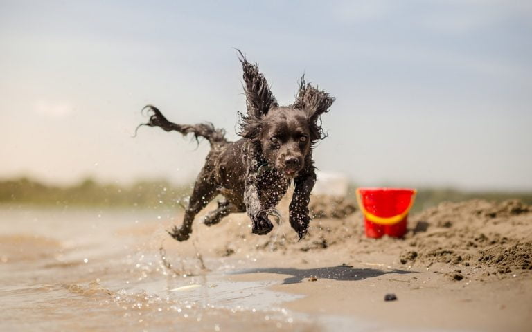 Unveiling the Symbolism and Meaning of Dogs - Spirit Animal Totems