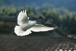 Dove Symbolism - Spirit Animal Totems