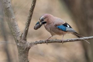 The Hidden Meanings of Jay Symbolism: Intelligence, Courage - Spirit ...