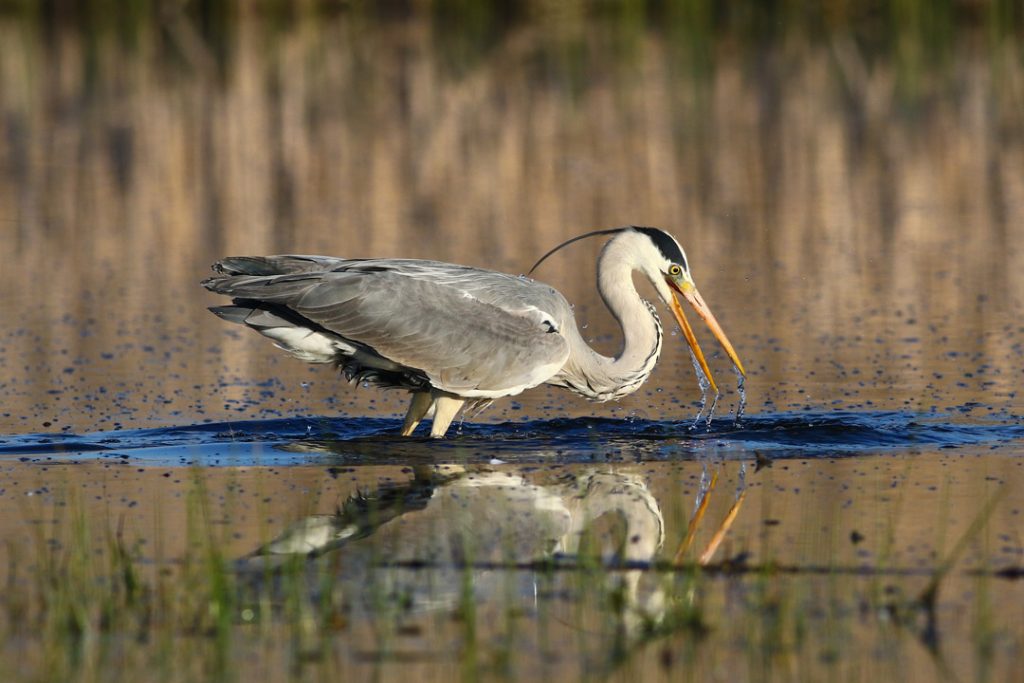 Heron Symbolism - Spirit Animal Totems
