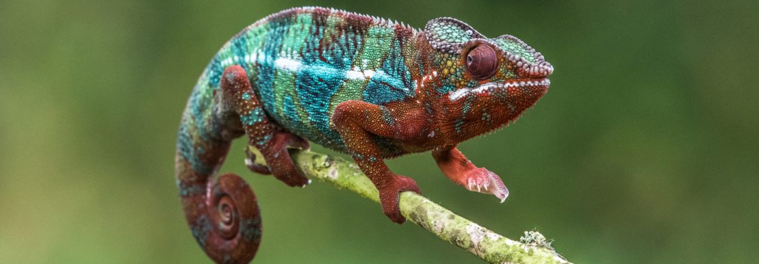 Chameleon Symbolism, Dreams, and Messages | Spirit Animal Totems