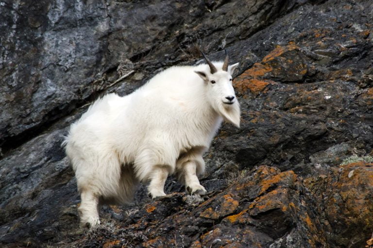 Goat Symbolism - Spirit Animal Totems