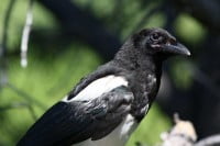 Magpie Symbolism - Spirit Animal Totems