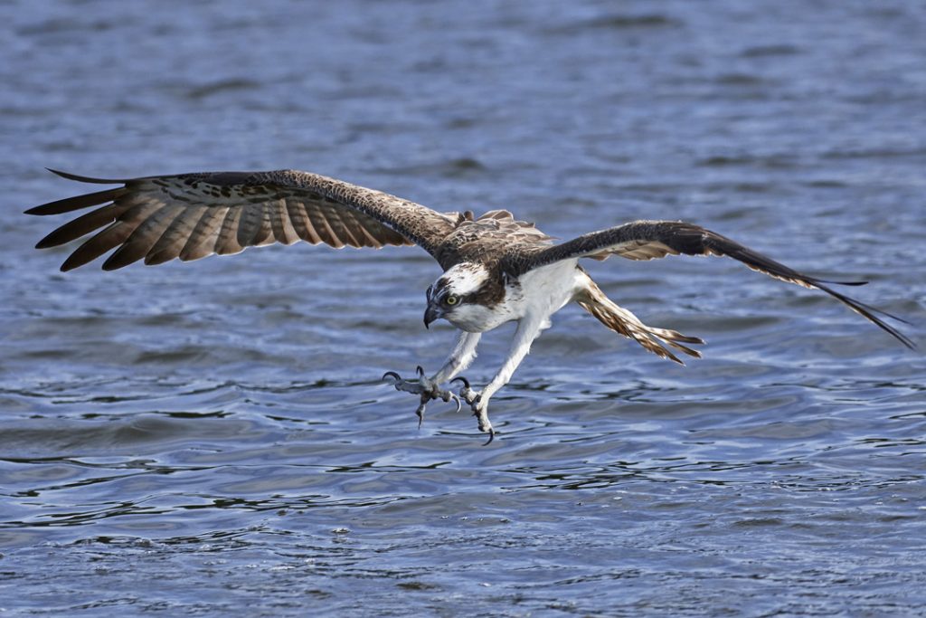 Osprey Symbolism - Spirit Animal Totems