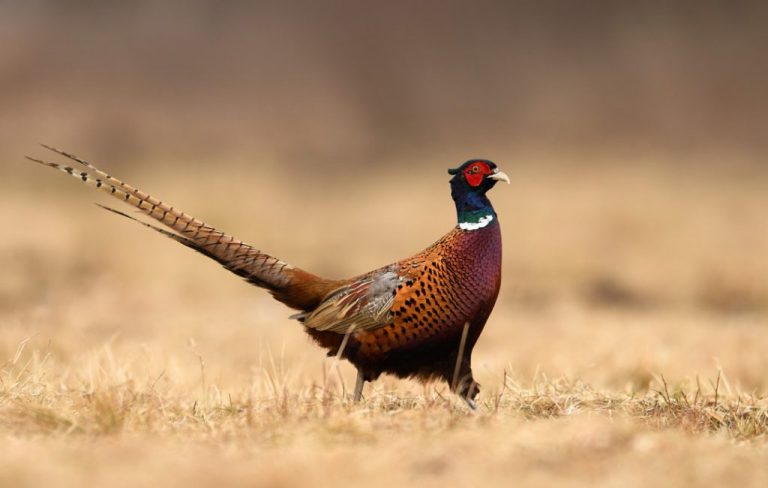Pheasant Symbolism - Spirit Animal Totems