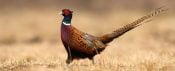 Pheasant Symbolism, Dreams, and Messages - Spirit Animal Totems