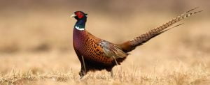 Pheasant Symbolism, Dreams, and Messages - Spirit Animal Totems