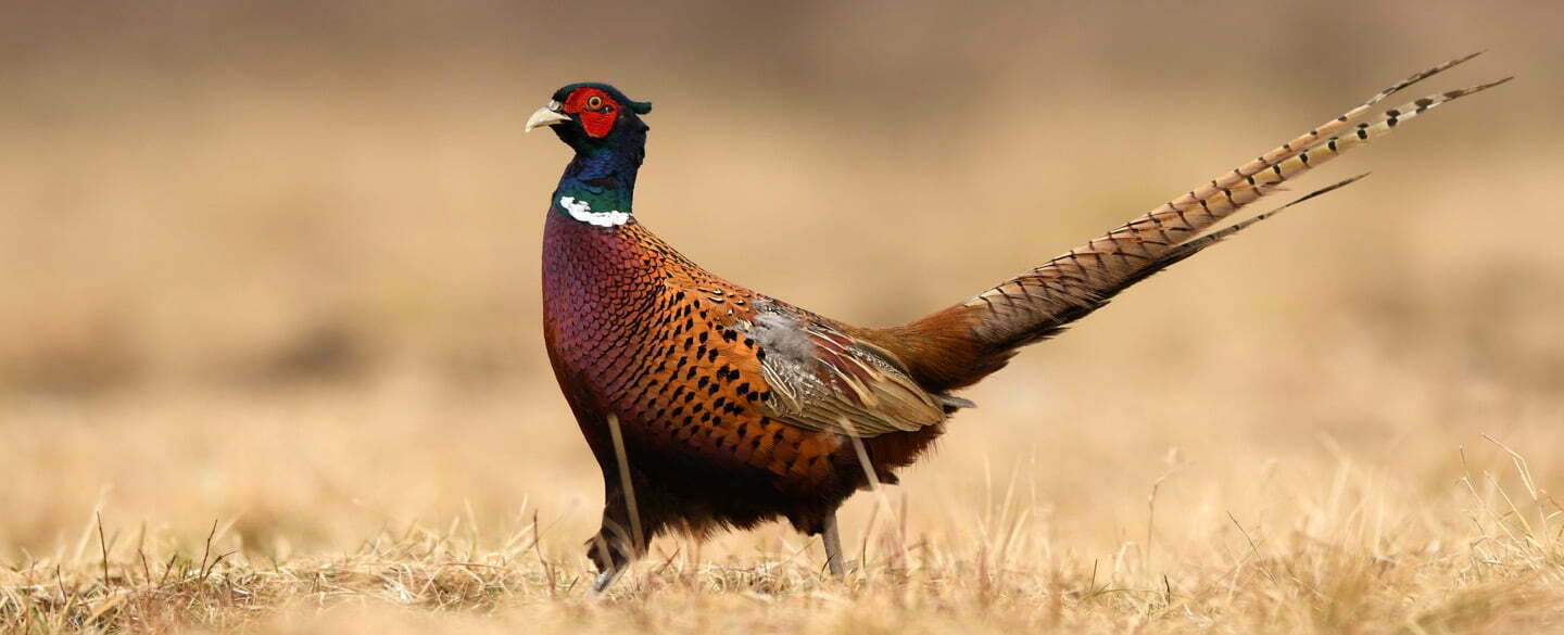 Pheasant Symbolism, Dreams, and Messages - Spirit Animal Totems