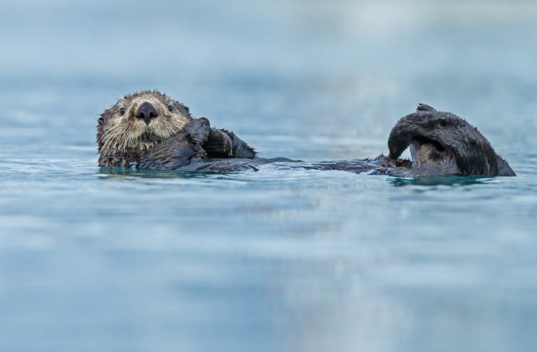 Otter Symbolism - Spirit Animal Totems