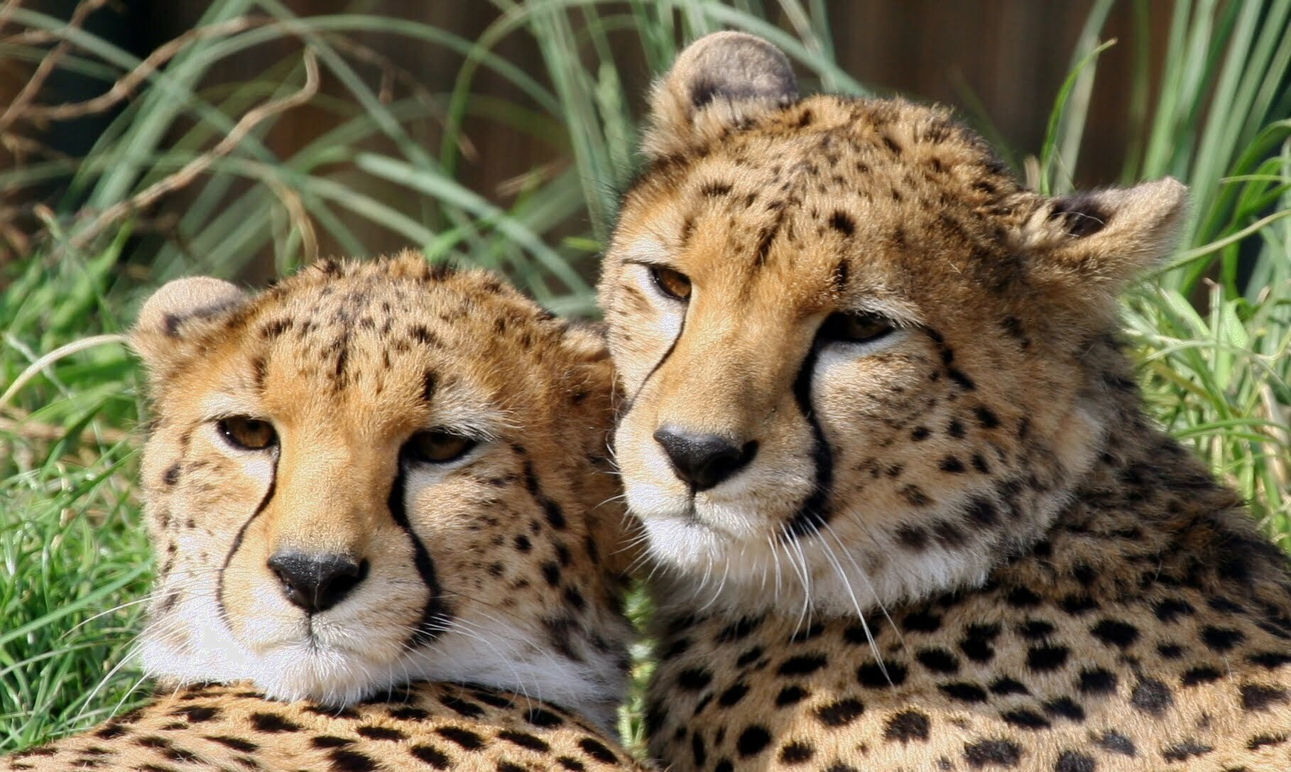 Cheetah Symbolism - Spirit Animal Totems