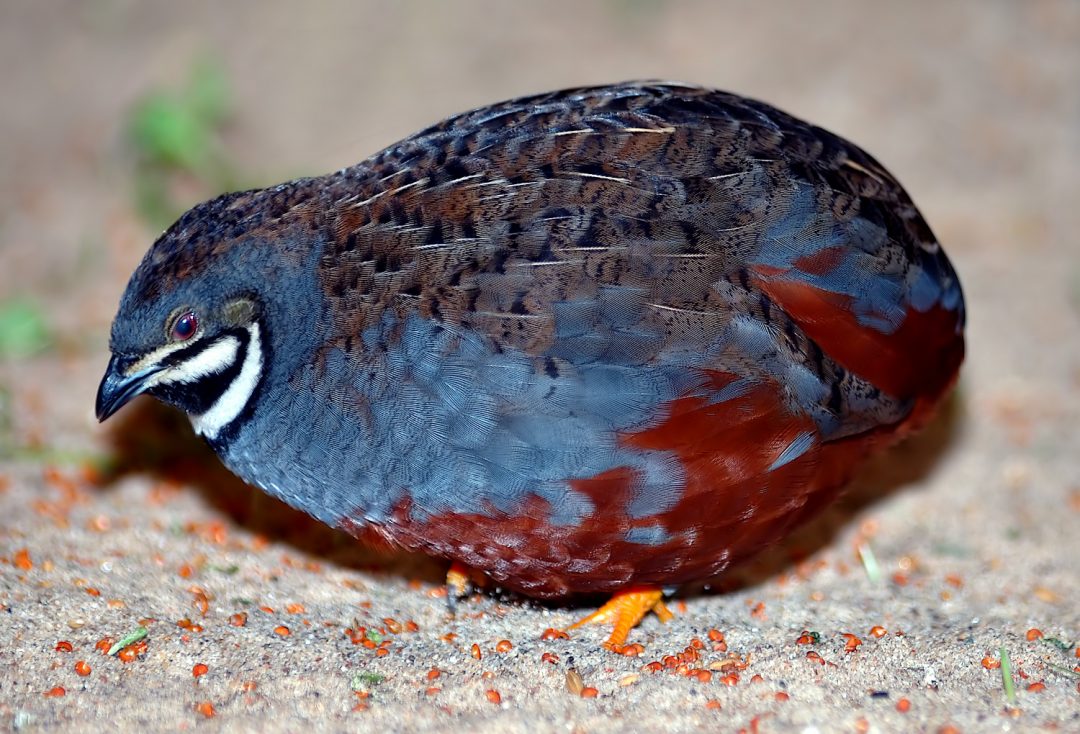 Quail Symbolism, Dreams, and Messages | Spirit Animal Totems