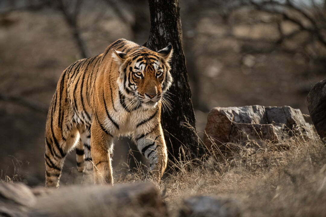 Tiger Symbolism - Spirit Animal Totems
