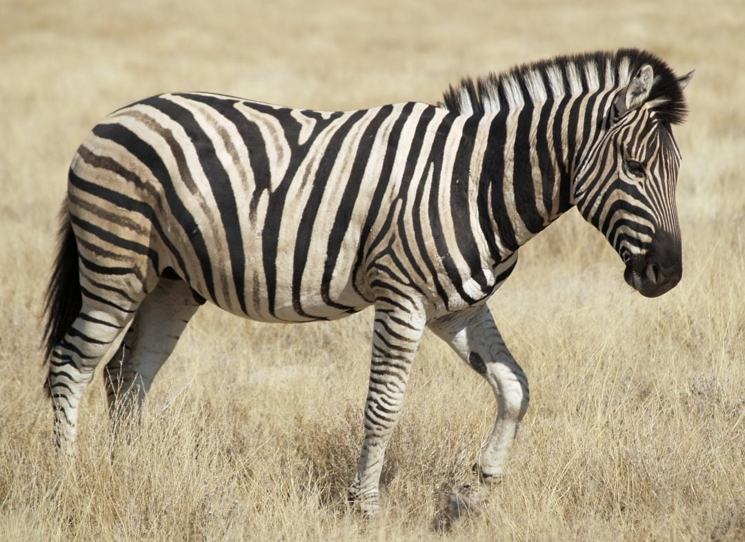 Zebra Symbolism, Dreams, and Messages - Spirit Animal Totems