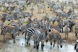 Zebra Symbolism - Spirit Animal Totems