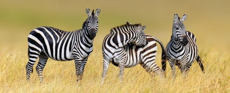 Animal Symbolism; Your Animal Guide - Spirit Animal Totems