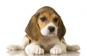 Unveiling the Symbolism and Meaning of Dogs - Spirit Animal Totems