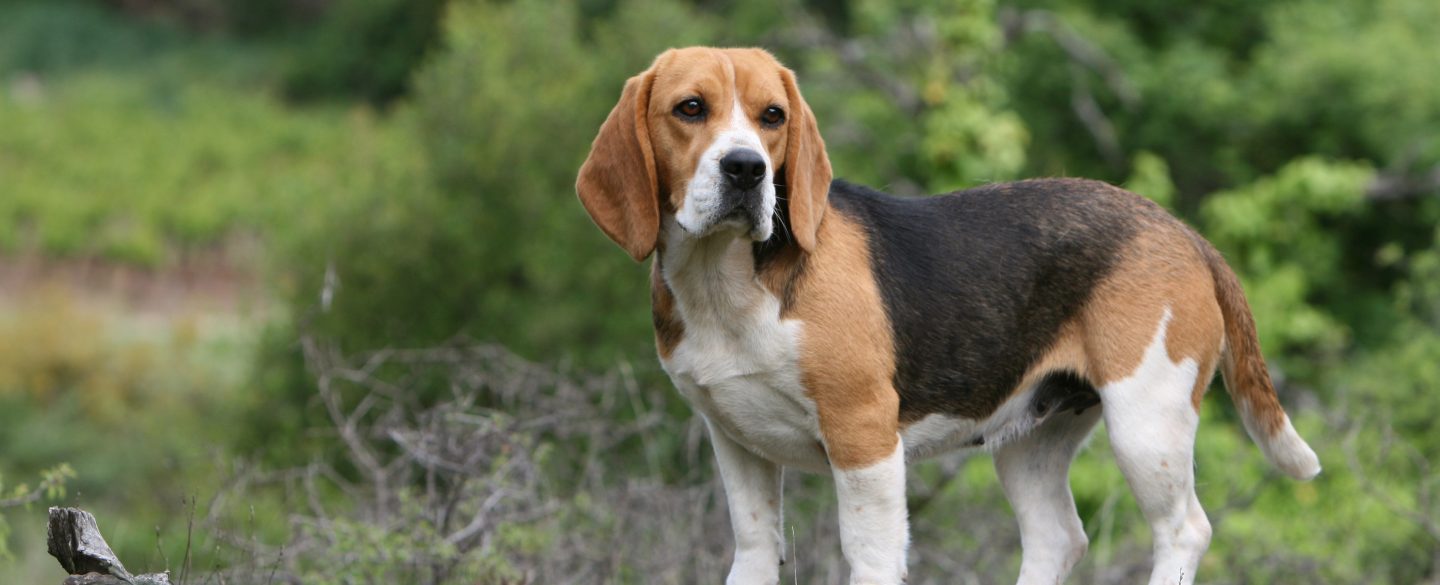 Beagle Symbolism - Spirit Animal Totems