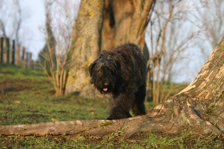 Bouvier Symbolism - Spirit Animal Totems