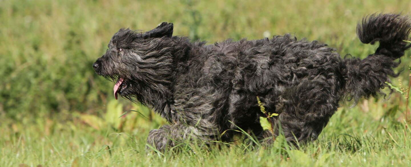 Are Bouvier Des Flandres Puppies Lazy