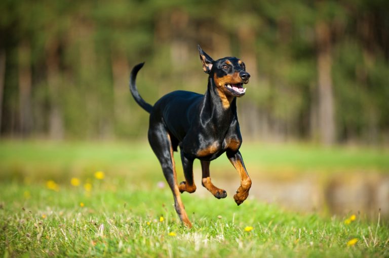 Doberman Symbolism - Spirit Animal Totems