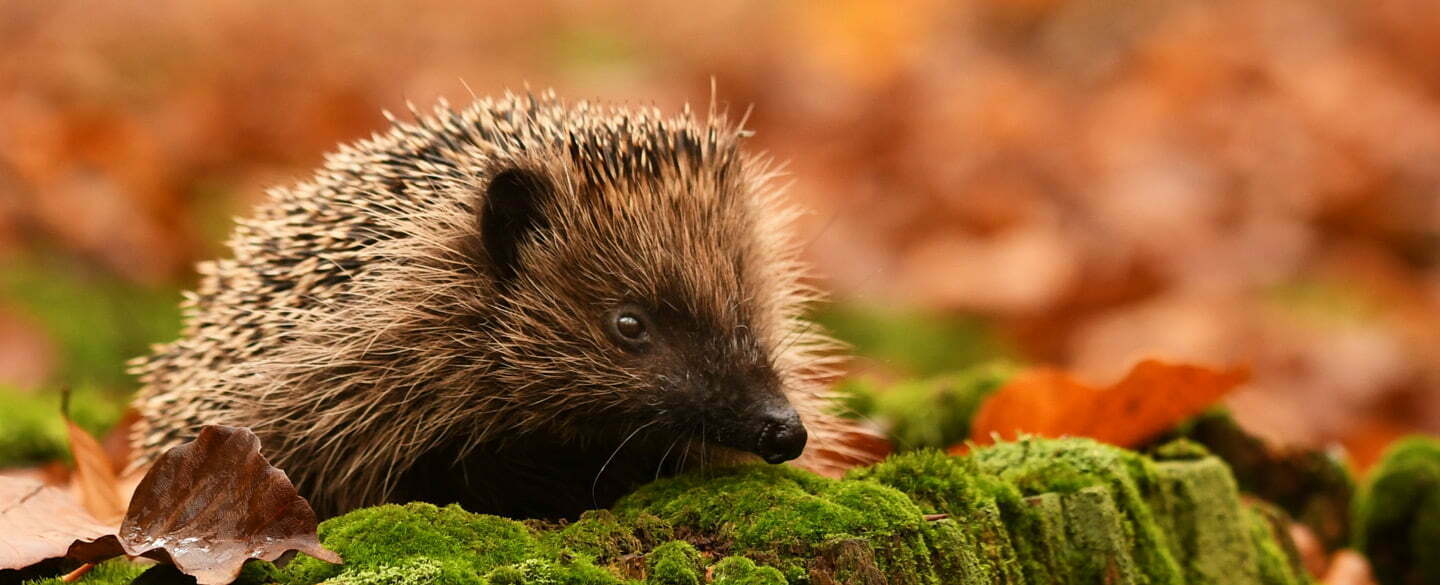 Hedgehog Symbolism, Dreams, and Messages - Spirit Animal Totems