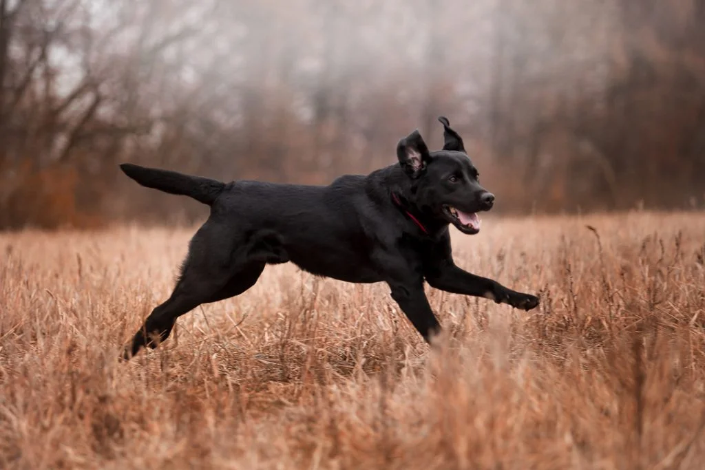 What Does It Mean To Dream Of A Black Puppy
