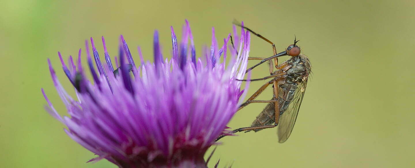 Mosquito Symbolism, Dreams, and Messages - Spirit Animal Totems
