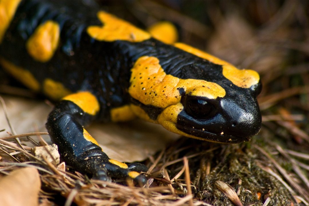 Salamander Symbolism, Dreams, and Messages | Spirit Animal Totems