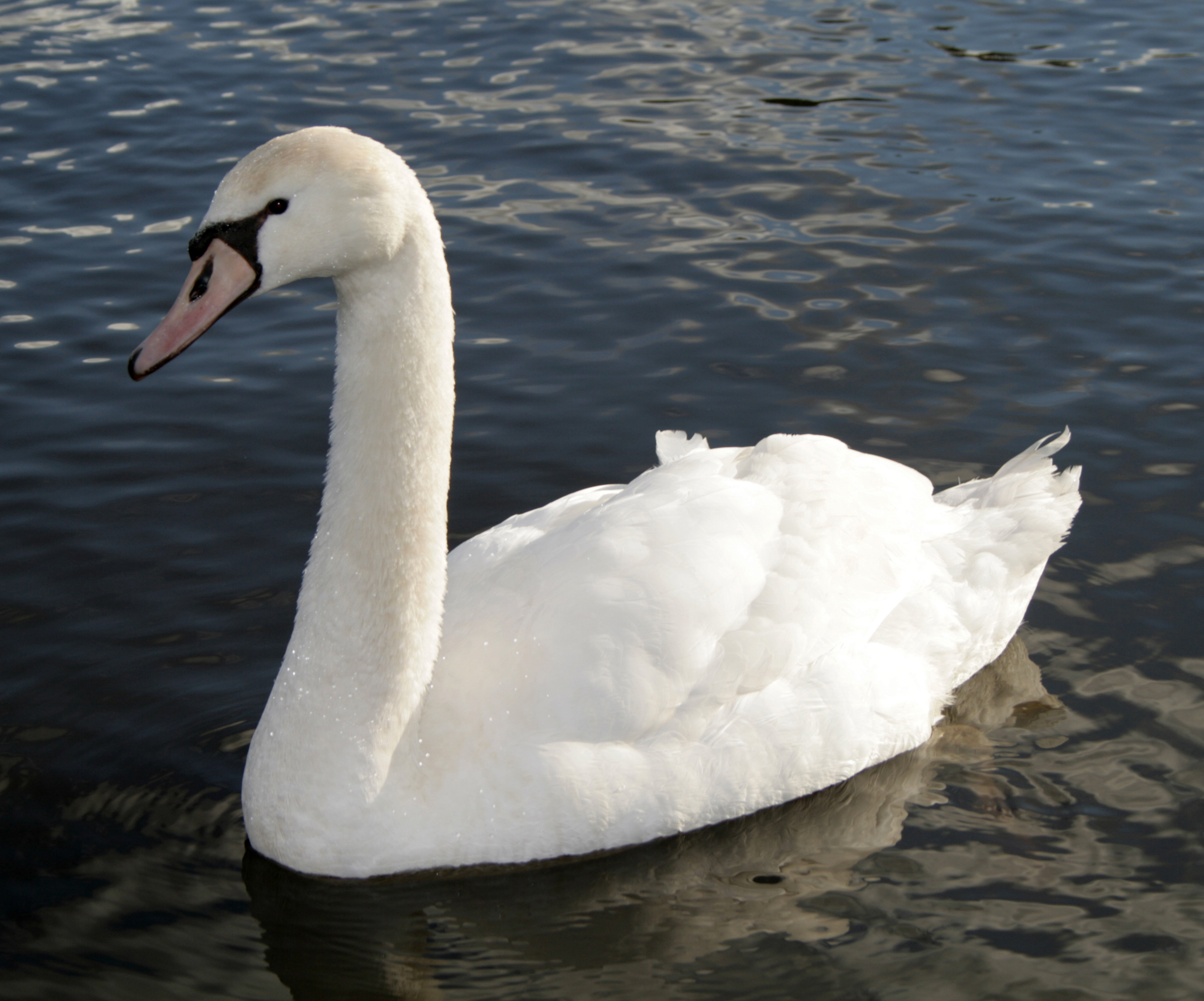 Swan Spirit Animal Totems And Messages