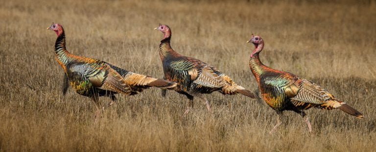 Turkey Symbolism, Dreams, and Messages - Spirit Animal Totems