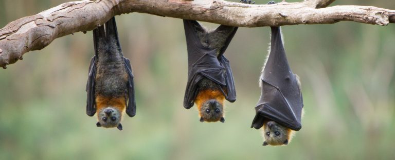 Bat Symbolism, Dreams, and Messages - Spirit Animal Totems