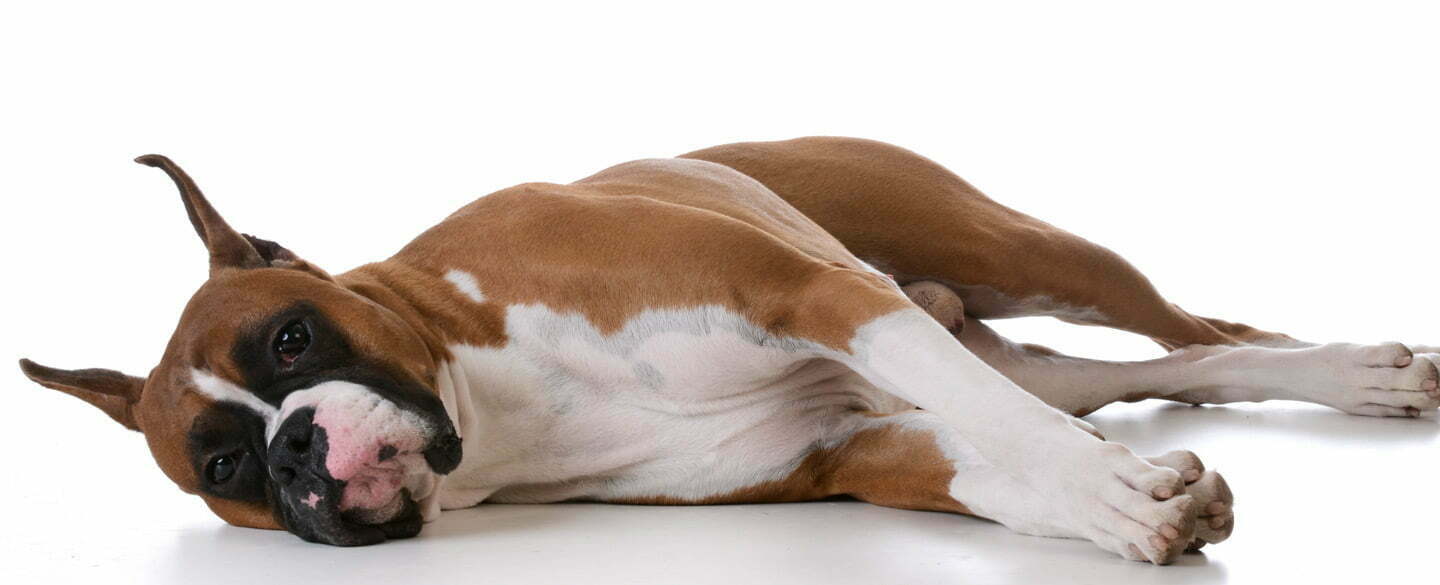 Boxer Symbolism - Spirit Animal Totems