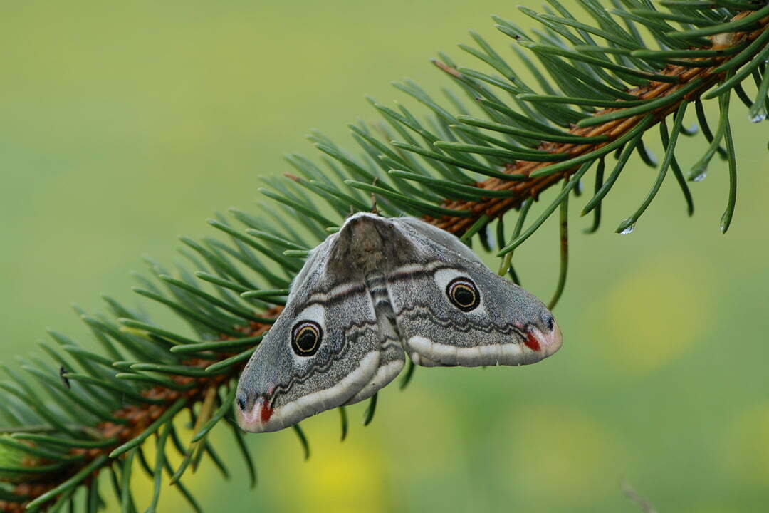 Moth Symbolism - Spirit Animal Totems