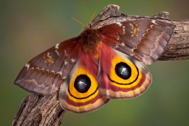 Moth Symbolism - Spirit Animal Totems