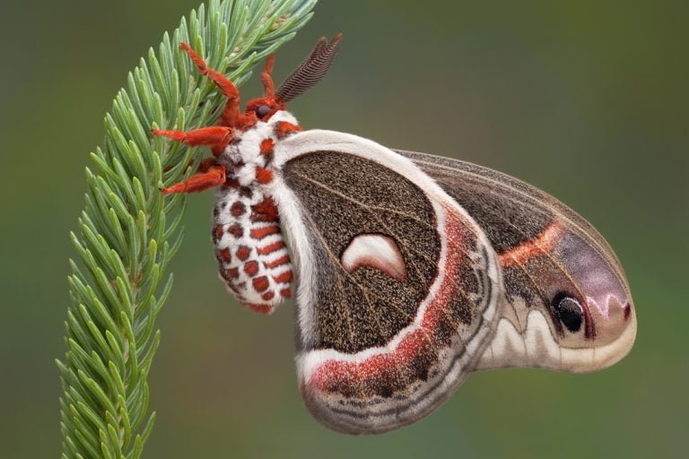 Moth Symbolism - Spirit Animal Totems