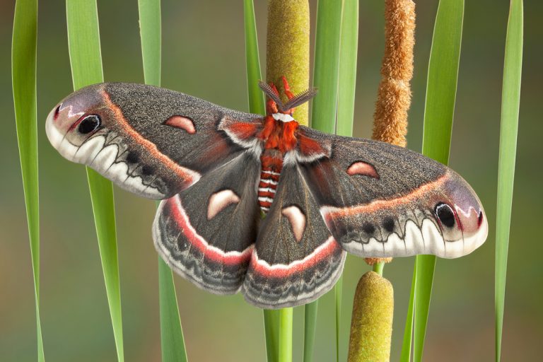 Moth Symbolism - Spirit Animal Totems