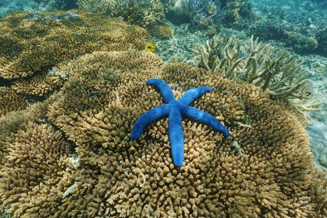 Starfish Symbolism - Spirit Animal Totems