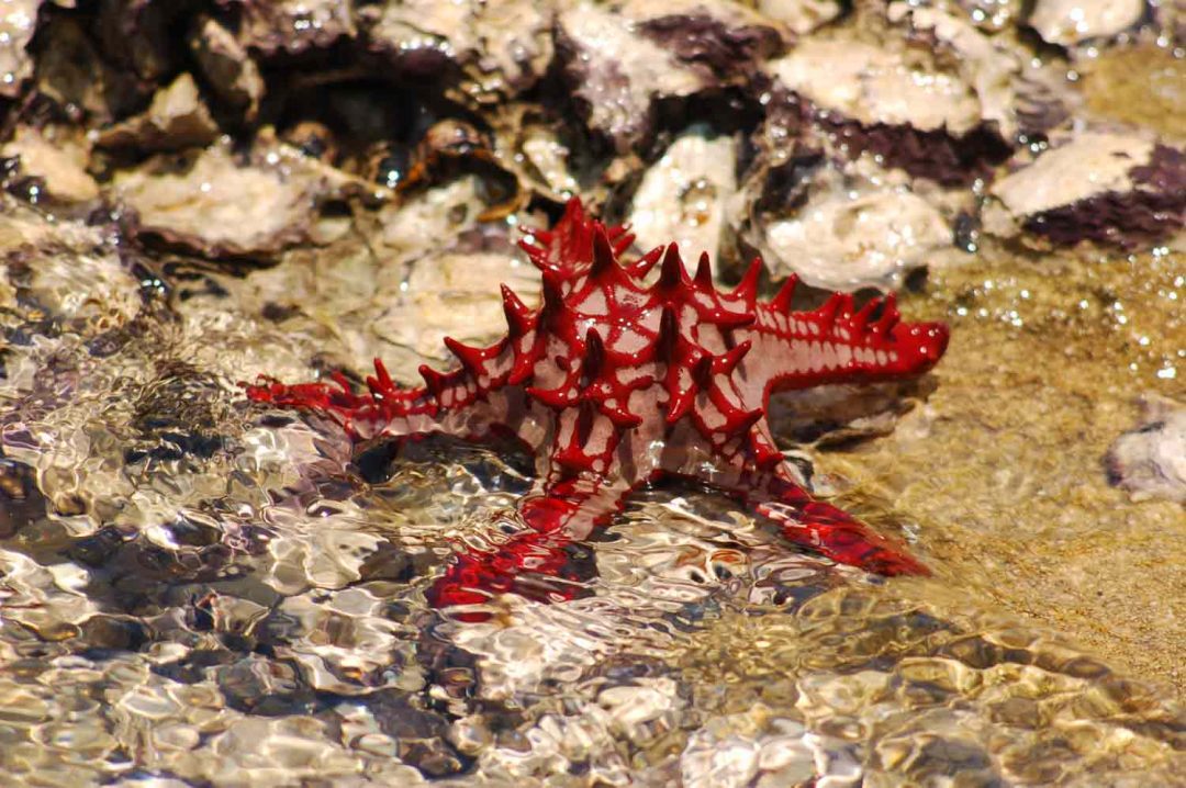 Starfish Symbolism, Dreams, and Messages - Spirit Animal Totems