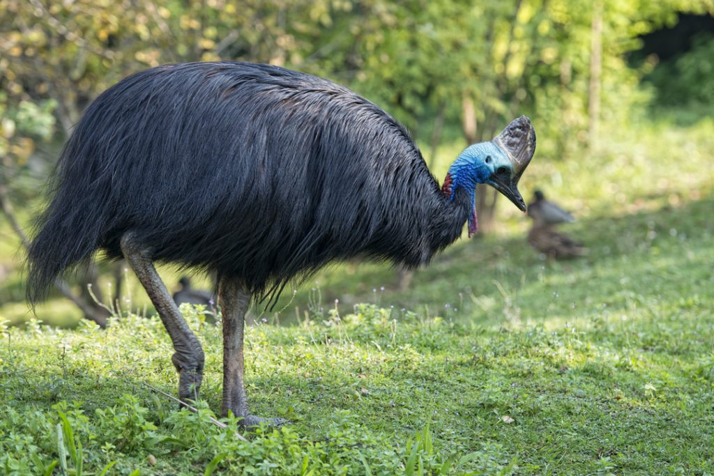 Cassowary Symbolism - Spirit Animal Totems