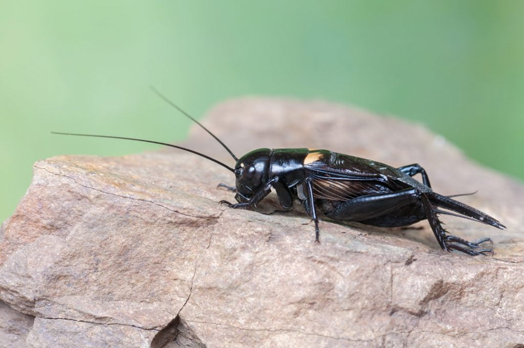 Cricket Symbolism - Spirit Animal Totems