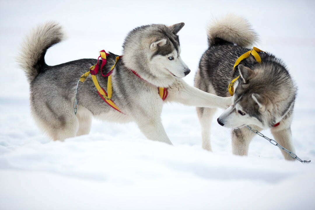 How To Calm A Husky Puppy Down