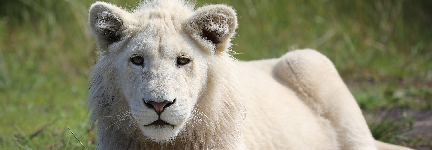 Lion Symbolism | Lion Meaning | Spirit Animal Totem Messages