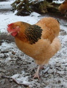 Chicken Symbolism - Spirit Animal Totems