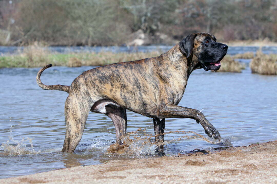 Great Dane Symbolism - Spirit Animal Totems