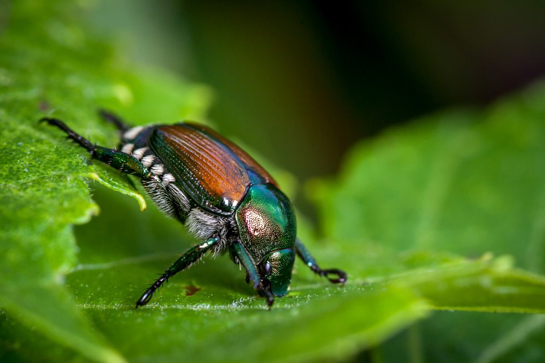 Navigating Family Drama: Insights from Beetle Symbolism - Spirit Animal ...