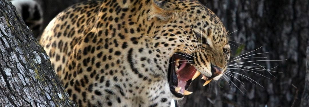 Leopard Symbolism | Leopard meaning | Spirit Animal Totem Messages