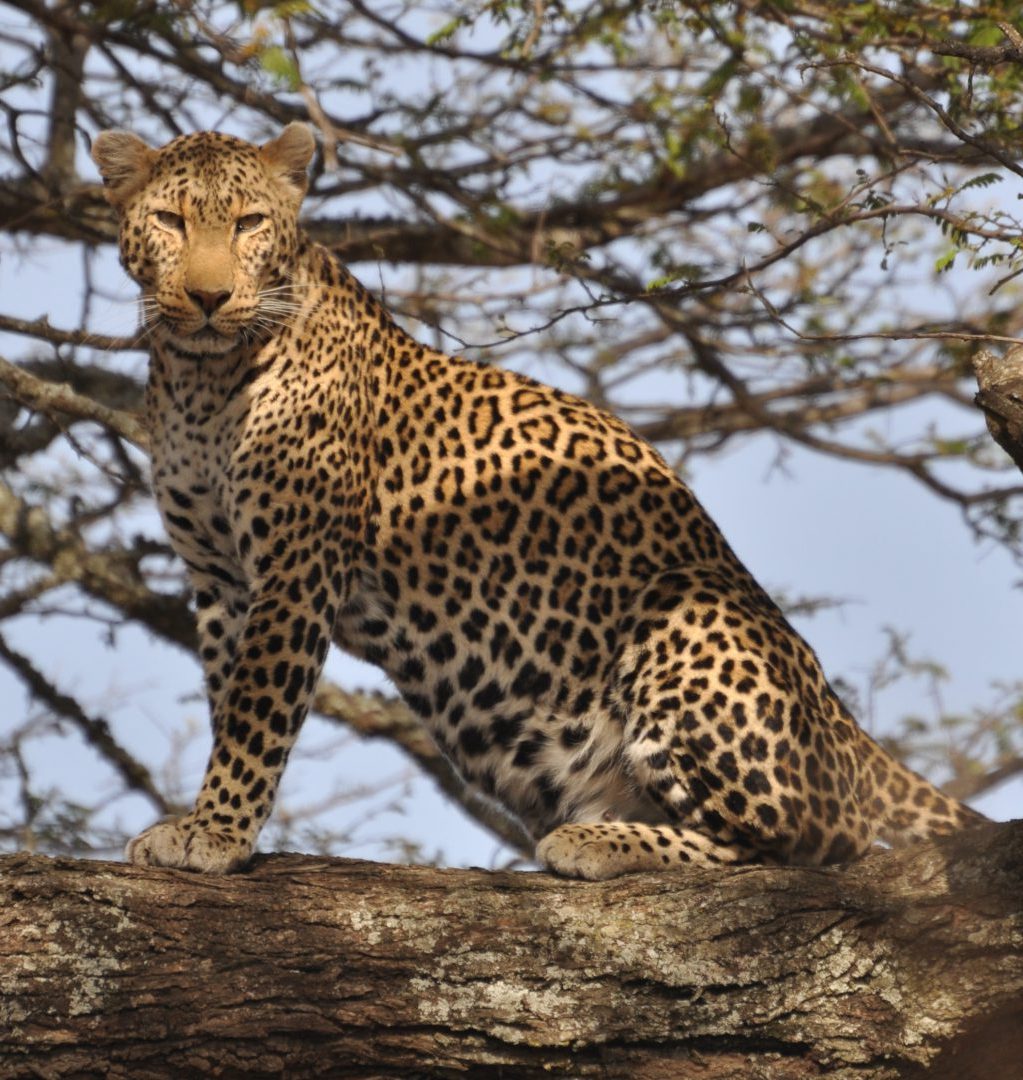 Leopard Symbolism - Spirit Animal Totems