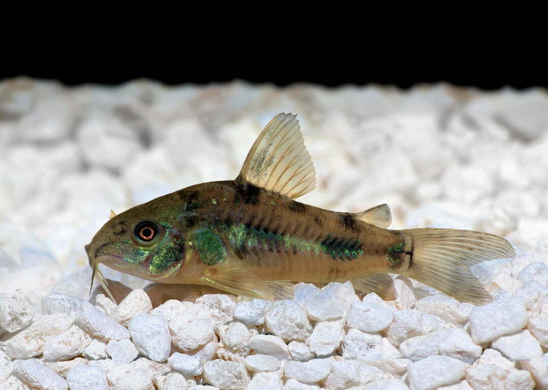 Catfish Symbolism - Spirit Animal Totems