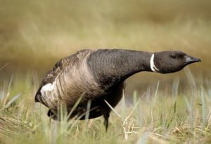 Goose Spirit Animal Totem